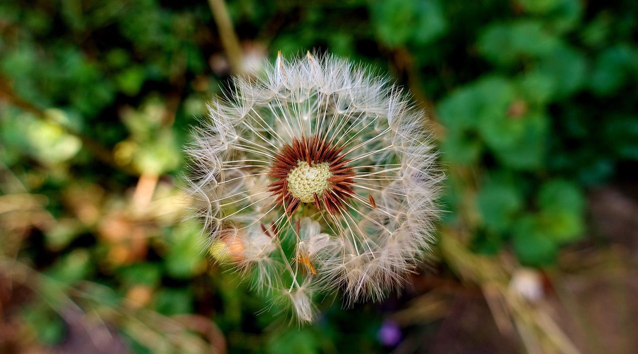 Dandelion Plant Close Up - Free photo on Pixabay