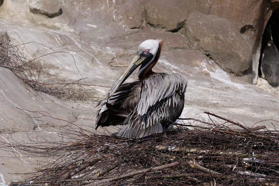 Pelican Sea Creatures - Free photo on Pixabay