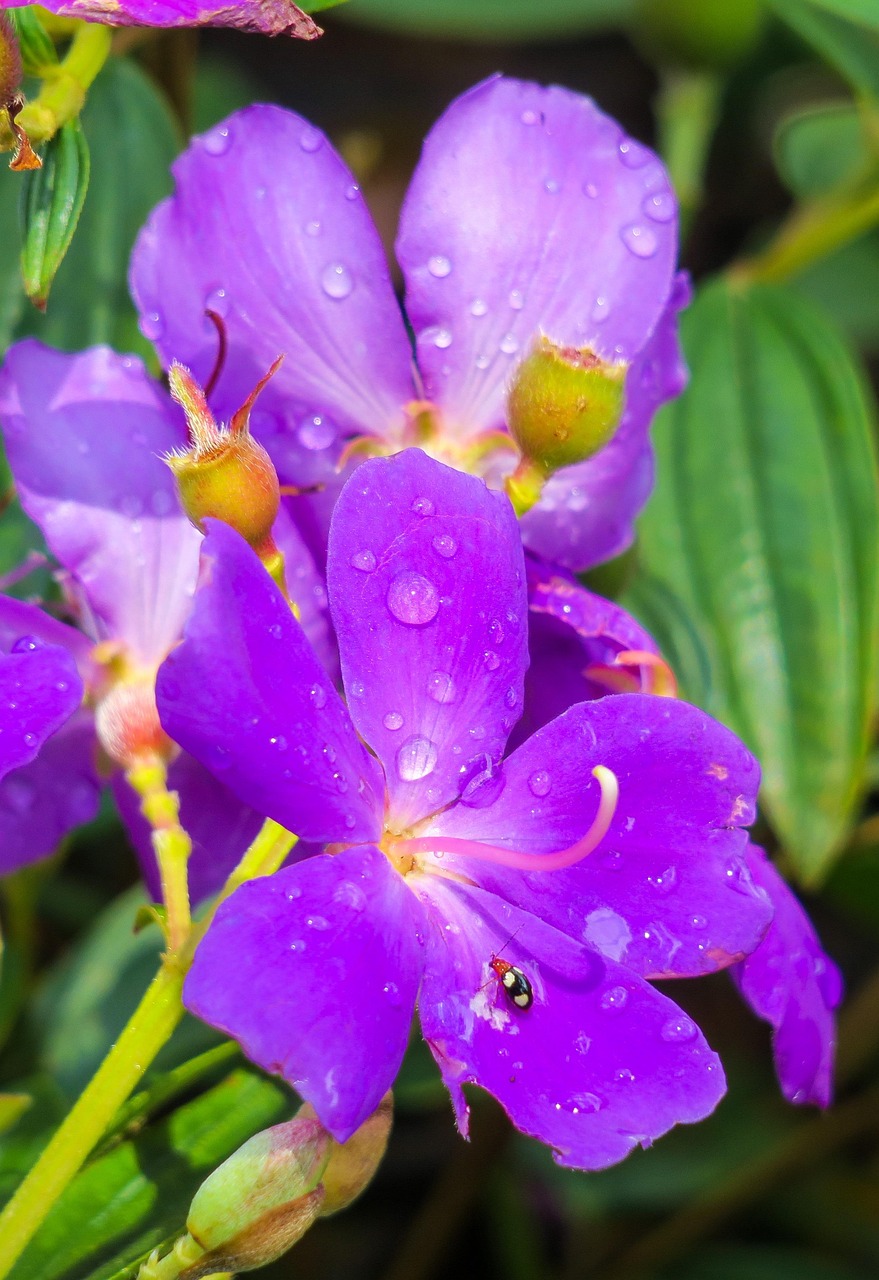 Te Male Flowers Nature Purple - Free photo on Pixabay