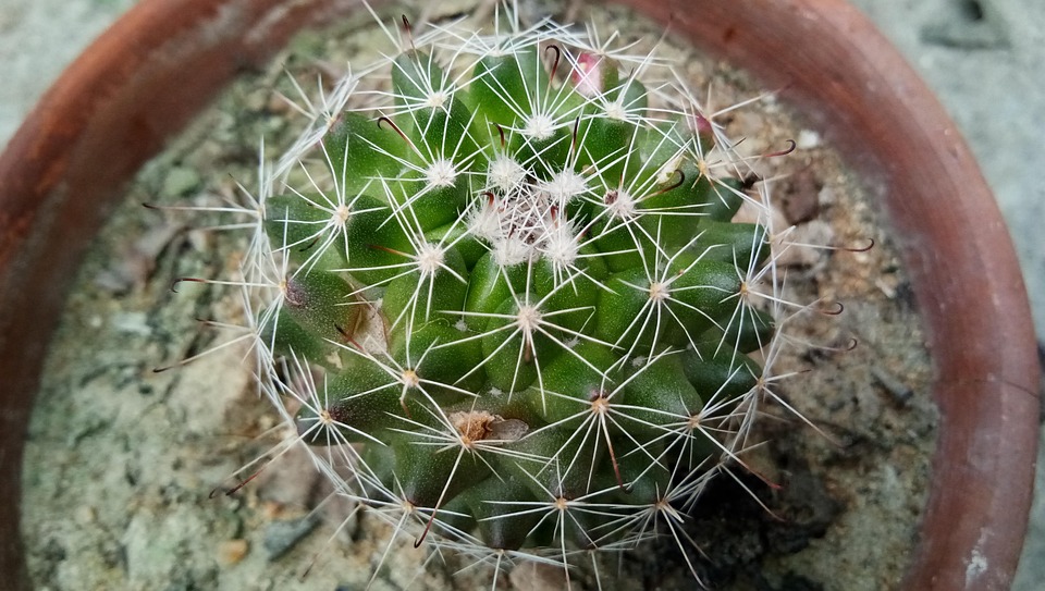 Round Cactus Spinal Beauty Indoor - Free photo on Pixabay