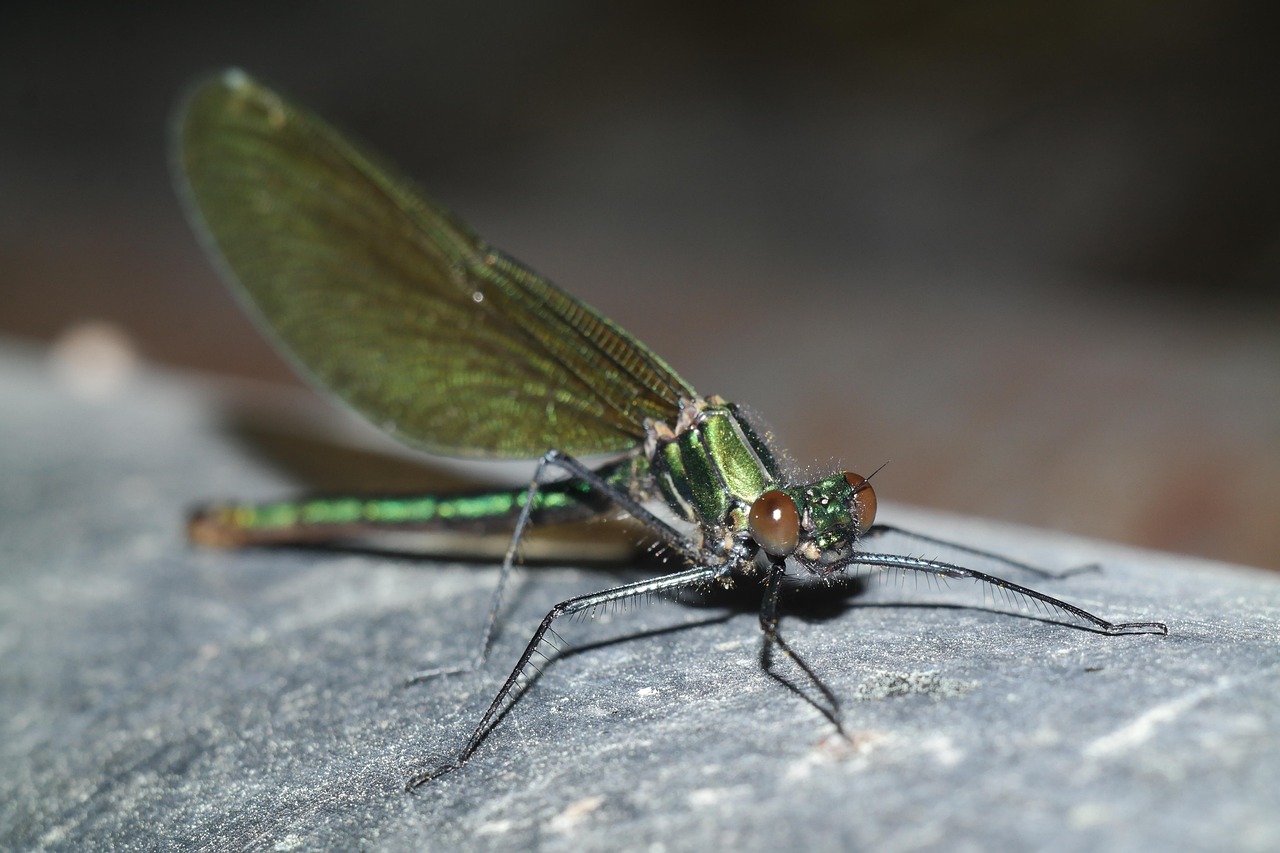Libelle Insekt Makro - Kostenloses Foto auf Pixabay - Pixabay