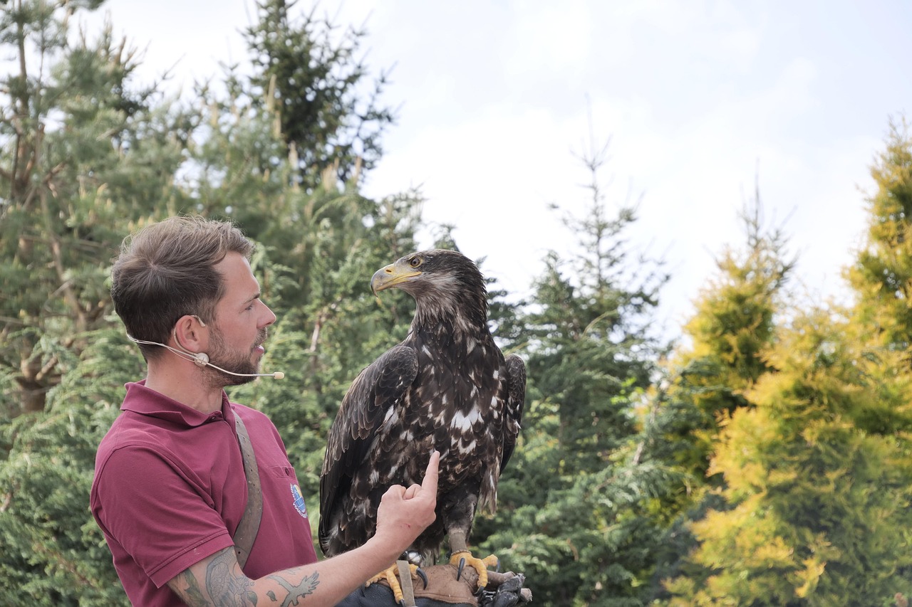 Adler Greifvogel Schnabel - Kostenloses Foto auf Pixabay - Pixabay