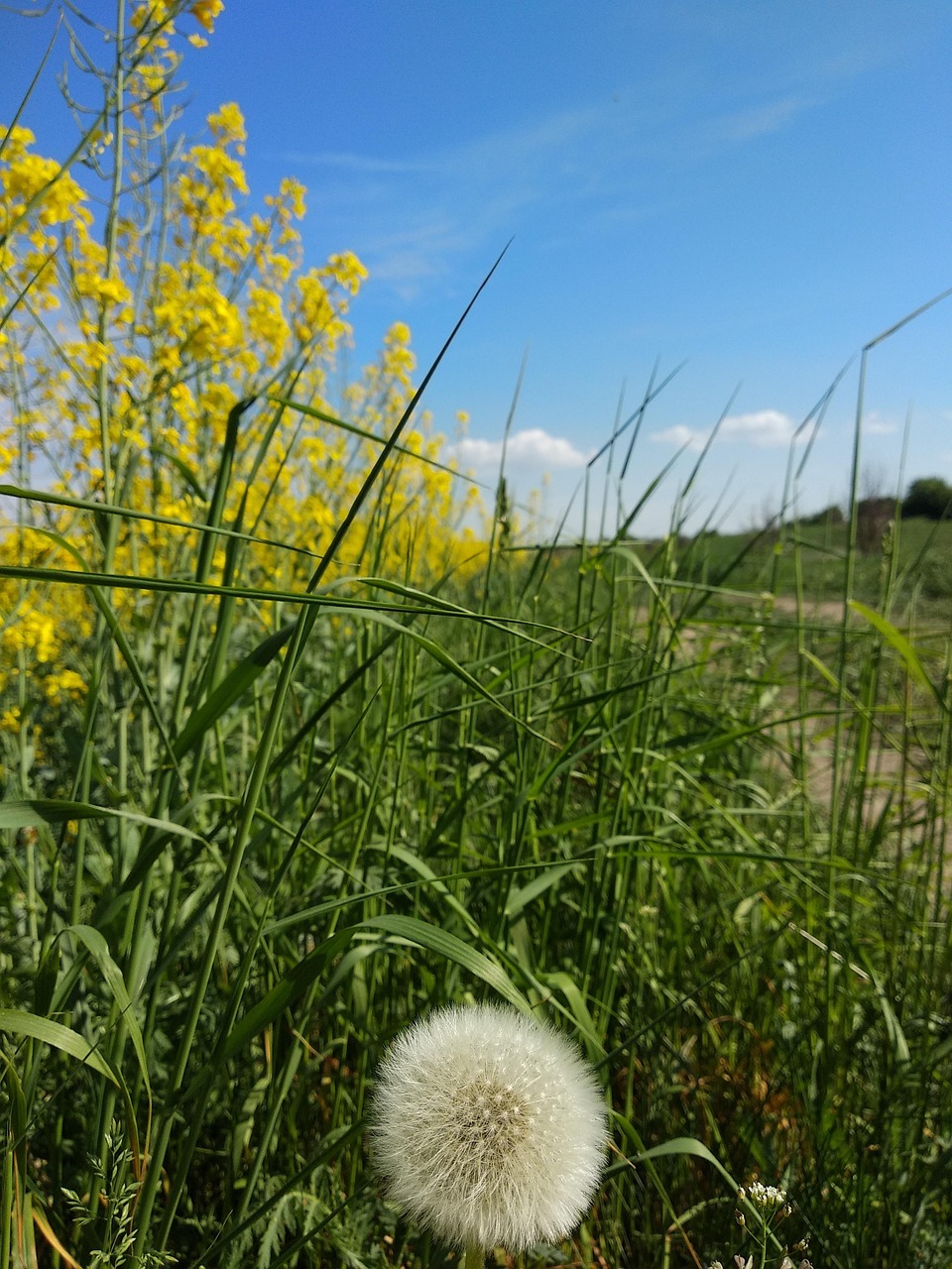 Löwenzahn Vergewaltigen Gras Die - Kostenloses Foto auf Pixabay - Pixabay