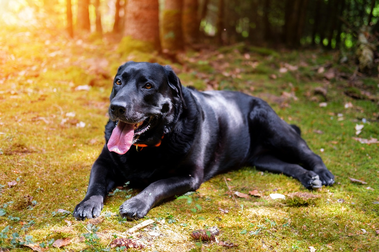 100+ Free Black Labrador Retriever & Labrador Images - Pixabay