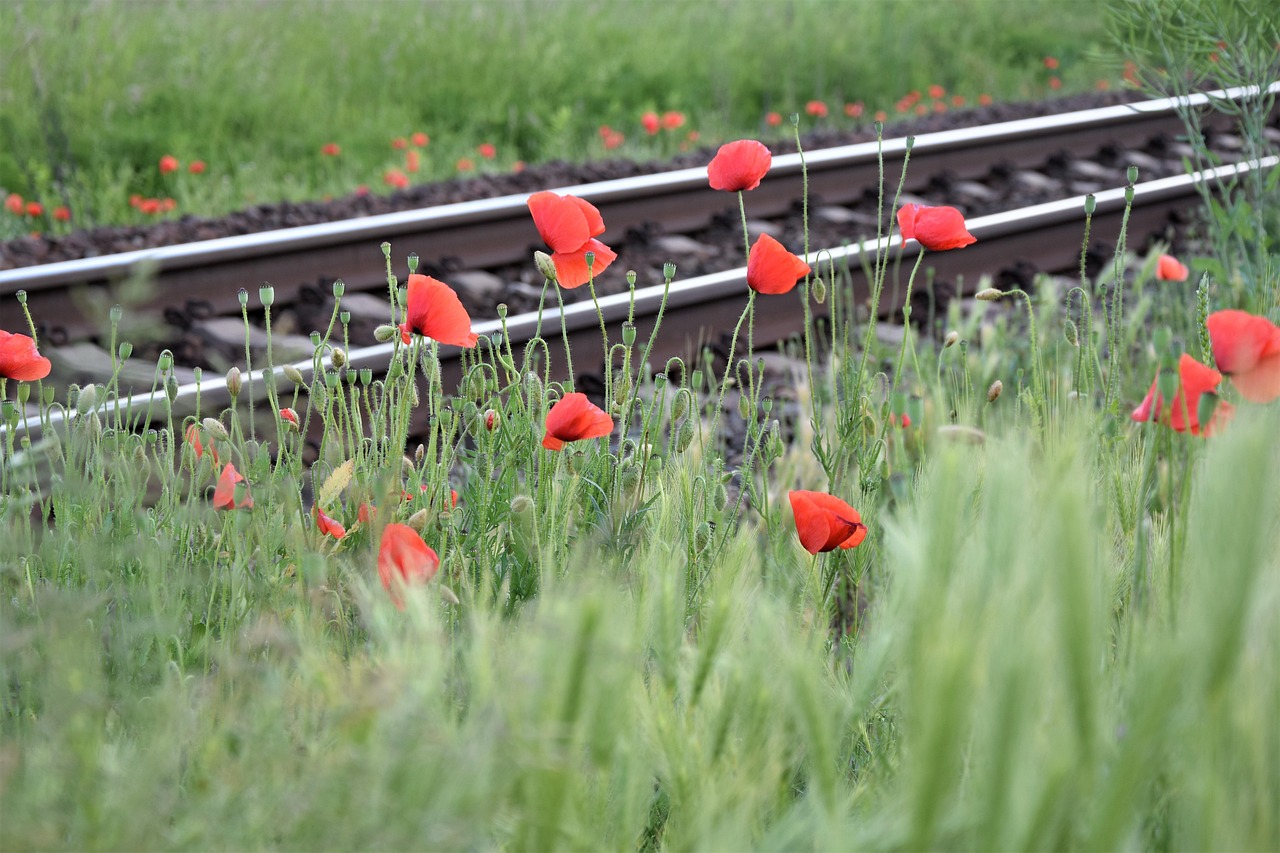 200+ Free Grass Track & Nature Images - Pixabay