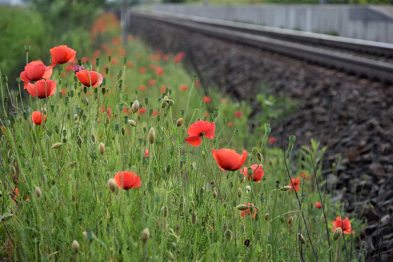 200+ Free Grass Track & Nature Images - Pixabay
