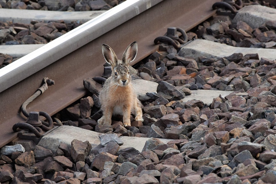 Jeune Lapin De Garenne Près - Photo gratuite sur Pixabay