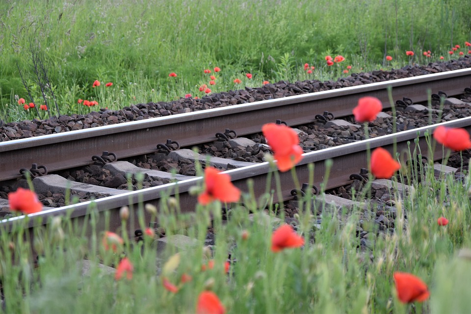 Red Poppy Near Railway Romantic - Free photo on Pixabay - Pixabay