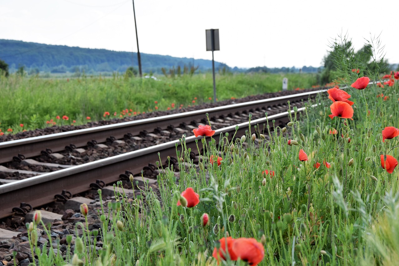 Red Poppy Near Railway Romantic - Free photo on Pixabay - Pixabay