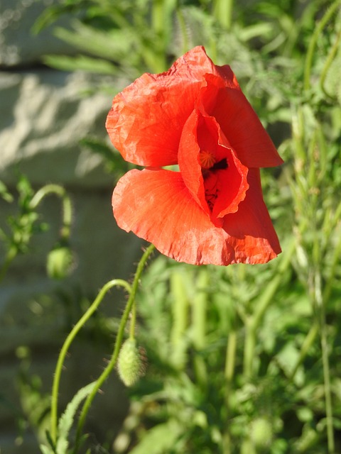 Pavot Fleur Des Champs Floraison - Photo gratuite sur Pixabay