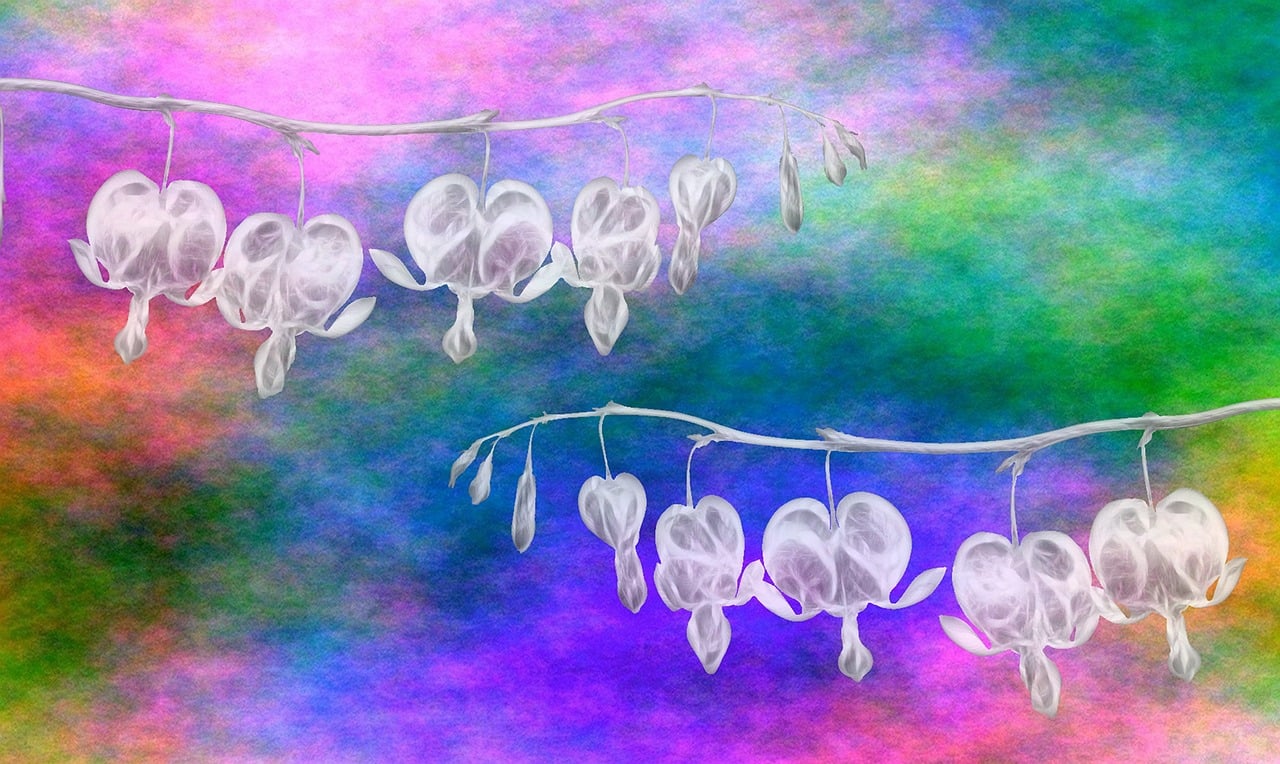 Crying Heart Flower Blossoms - Free image on Pixabay