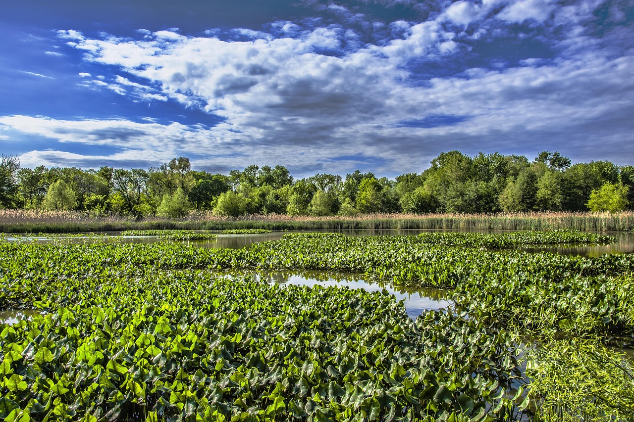 Heinz Wildlife Refuge 공원 식물 - Pixabay의 무료 사진 - Pixabay