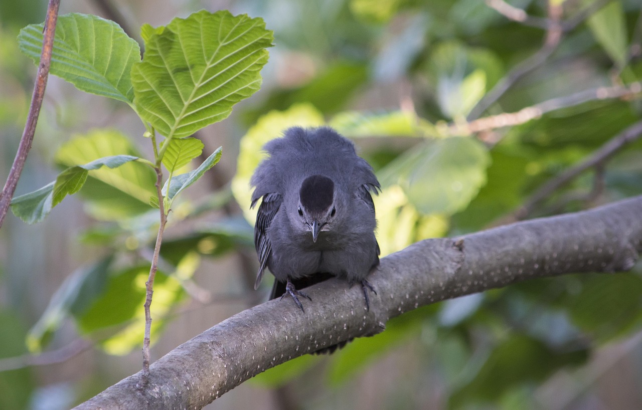 Bird Tree Park Heinz Wildlife - Free photo on Pixabay
