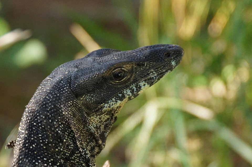 Reptil · Kostenloses Foto auf Pixabay