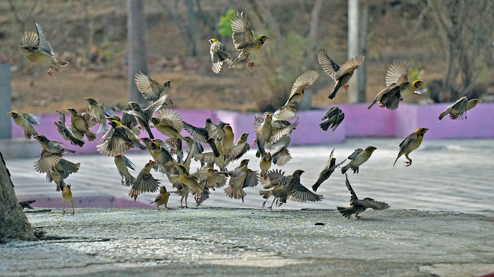 Home Sparrow Bharat - Free photo on Pixabay - Pixabay