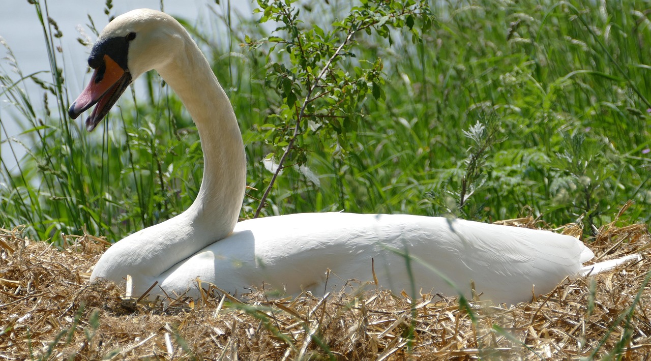 Swan Brood Swan'S Nest - Free photo on Pixabay - Pixabay
