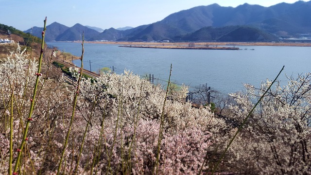 Spring Landscape Cherry Blossom - Free photo on Pixabay