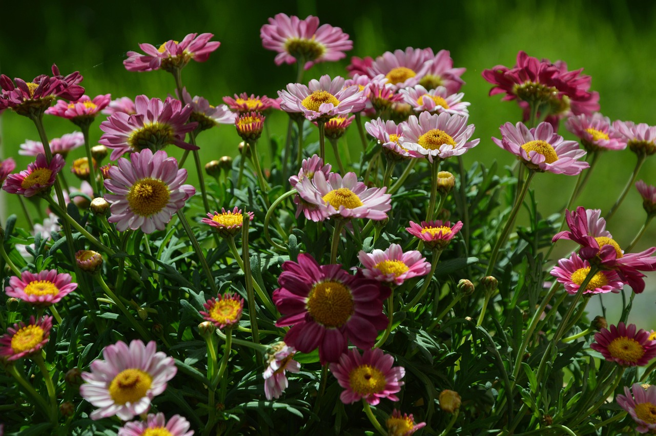 Natureza Flor Margaridas - Foto gratuita no Pixabay - Pixabay