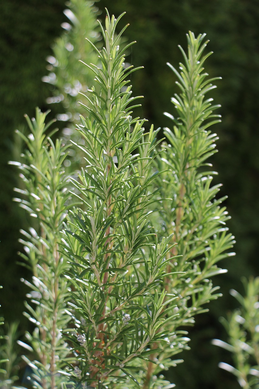 40,000+ Free Rosemary Plant & Rosemary Images - Pixabay