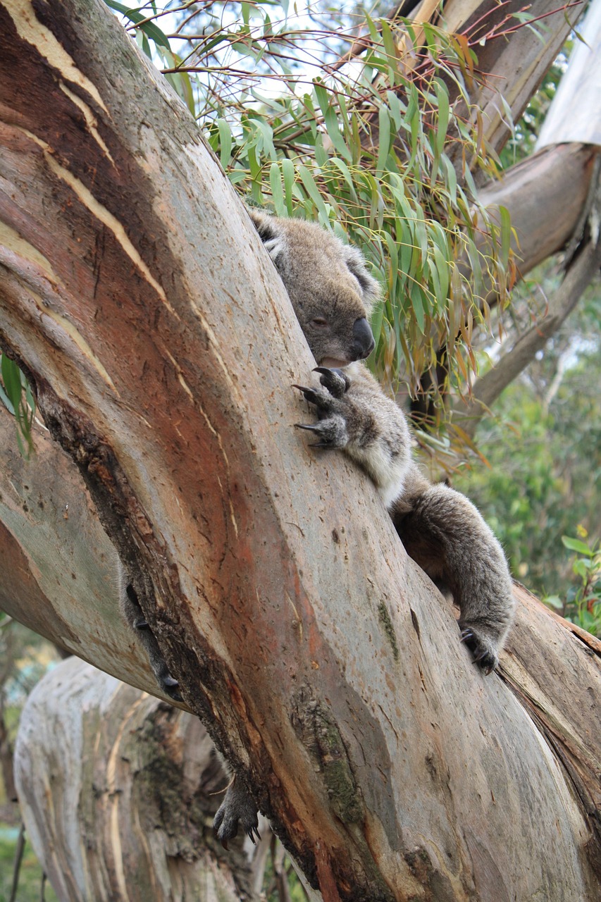 Australia Koala Philip Island - Free photo on Pixabay - Pixabay