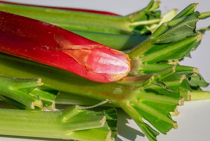 30+ Free Vegetable Rhubarb & Rhubarb Images - Pixabay