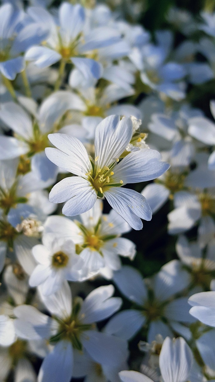 Fleur Blanche Jardin - Photo gratuite sur Pixabay - Pixabay