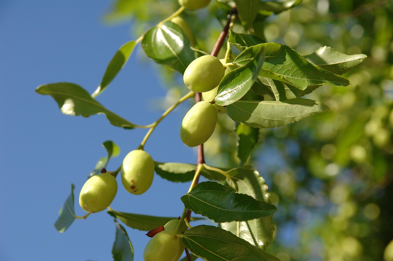 40+ Free Jujube & Red Dates Images - Pixabay