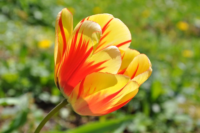 Fleur Tulipe Orange - Photo gratuite sur Pixabay - Pixabay