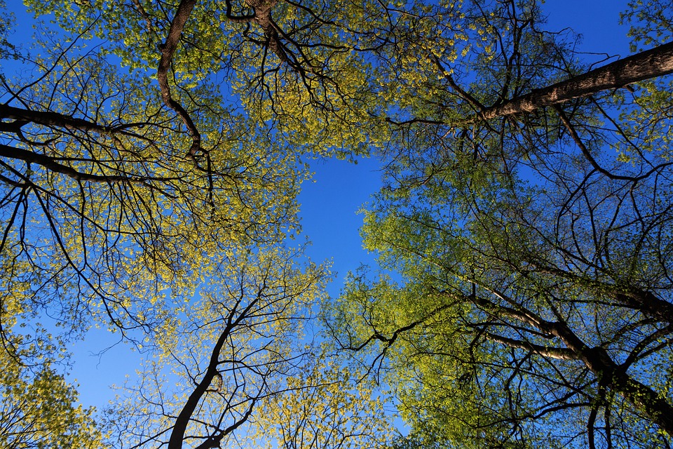 Baumkronen Himmel Krone - Kostenloses Foto auf Pixabay