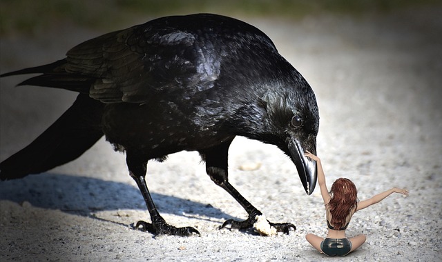 Raven Bird Crow Woman - Free photo on Pixabay - Pixabay