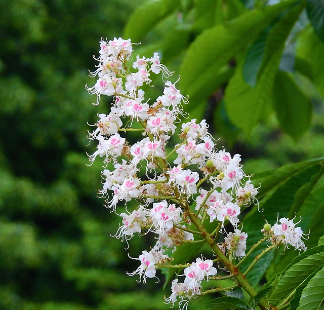 Horse Chestnut White Nature Flower - Free photo on Pixabay - Pixabay