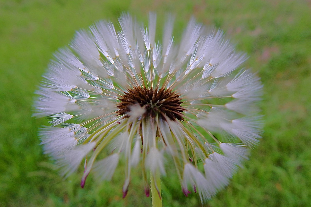 Dandelion Spring Sonchus Oleraceus - Free photo on Pixabay