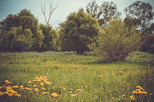 Feld Wiese Wald - Kostenloses Foto auf Pixabay - Pixabay