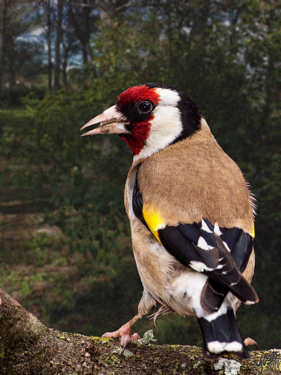 Chardonneret Élégans Oiseau - Photo gratuite sur Pixabay - Pixabay