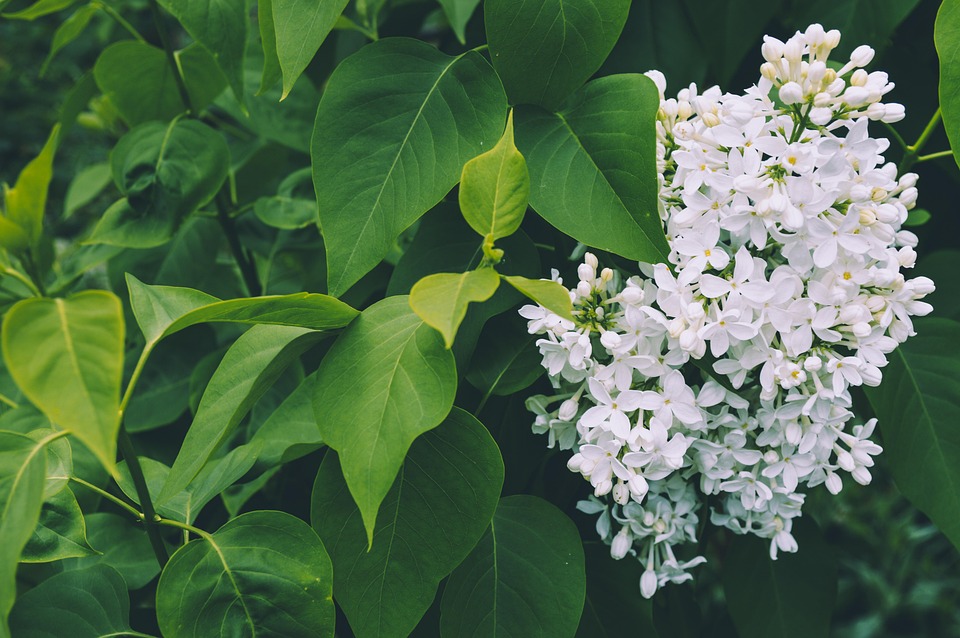 Daun Bunga-Bunga Taman Bunga - Foto gratis di Pixabay - Pixabay