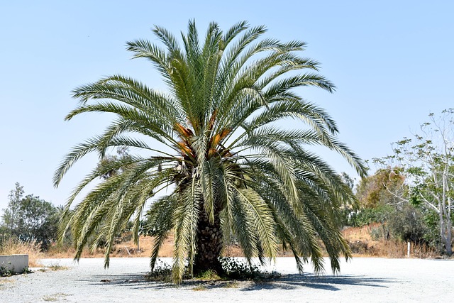 Palma Vacanza Estate - Foto gratis su Pixabay - Pixabay