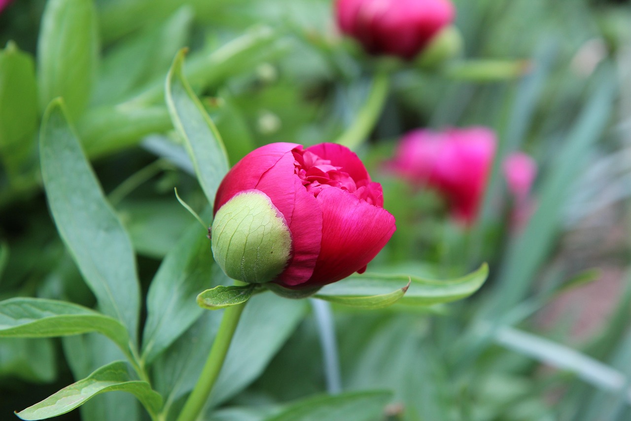 3,000+ Free Peonies & Peony Images - Pixabay