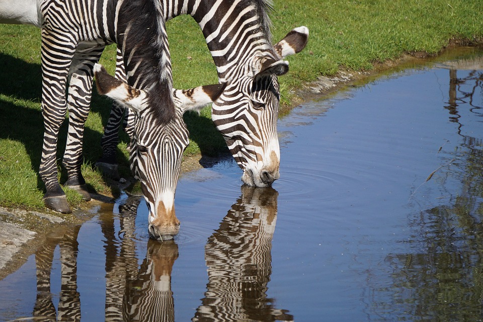 Zebras Zoo Water Reflection - Free photo on Pixabay - Pixabay