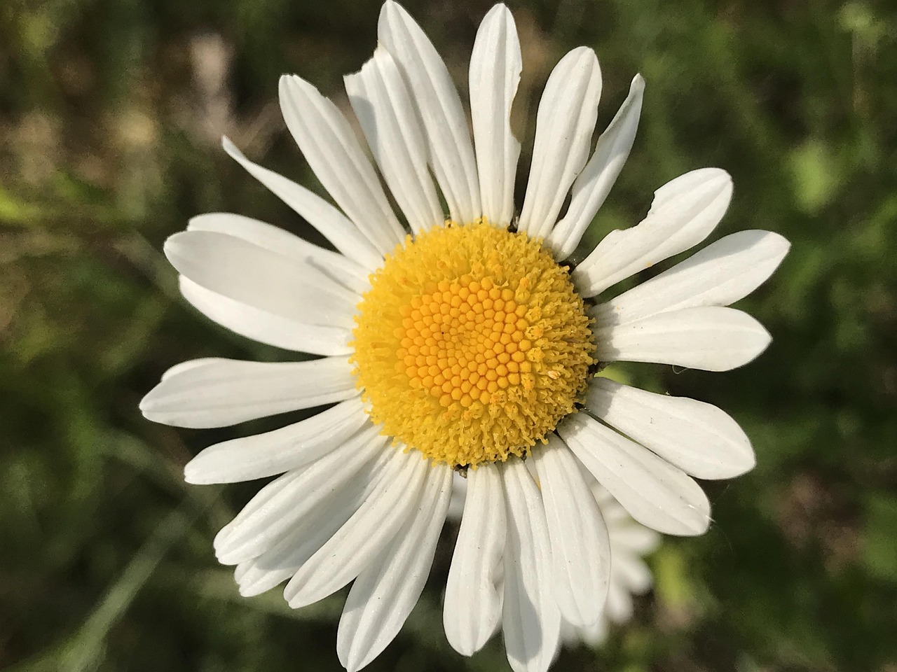 Fleur La Nature Belle - Photo gratuite sur Pixabay - Pixabay