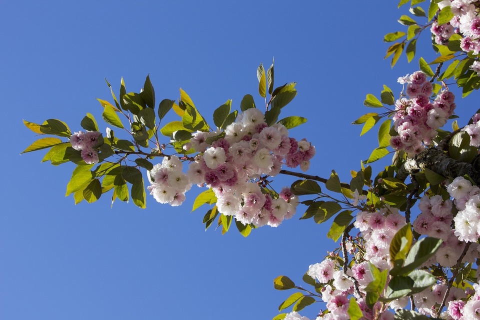 Blossom Bloom Tree - Free photo on Pixabay