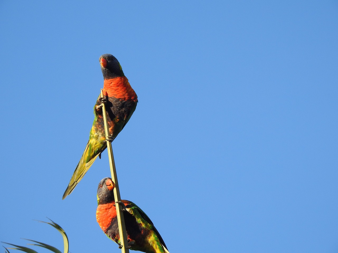 Más de 20 imágenes gratis de Lorito y Aves - Pixabay