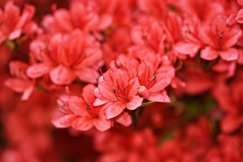 Azalea Rhododendron Bunga-Bunga - Foto gratis di Pixabay