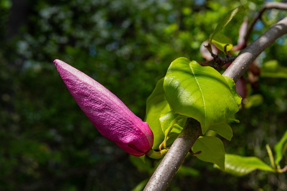 Magnolia Bud Spring Garden - Free photo on Pixabay