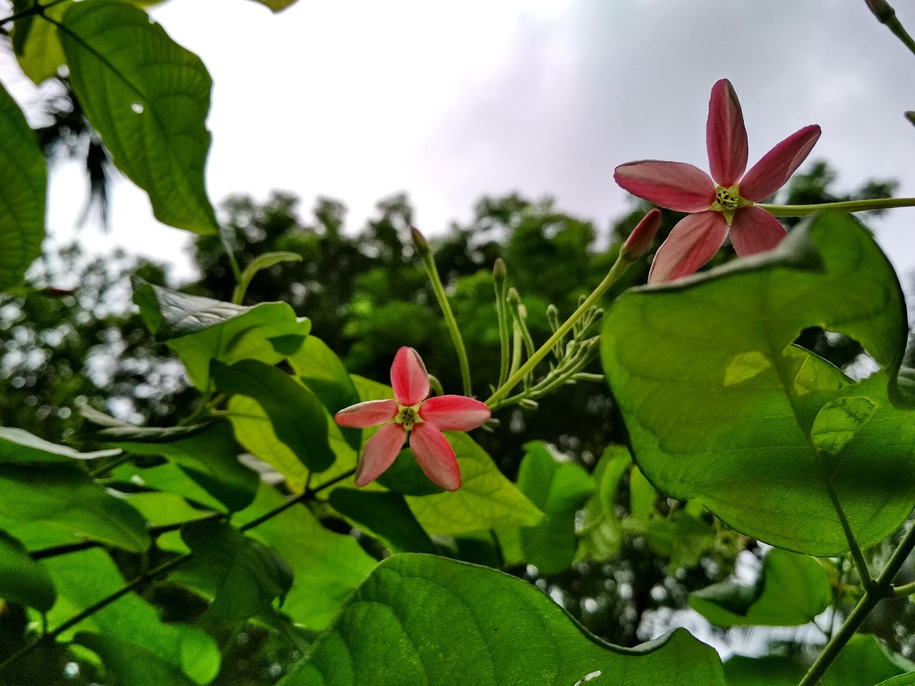 Madhobi Lata Blume Blatt Natur - Kostenloses Foto auf Pixabay