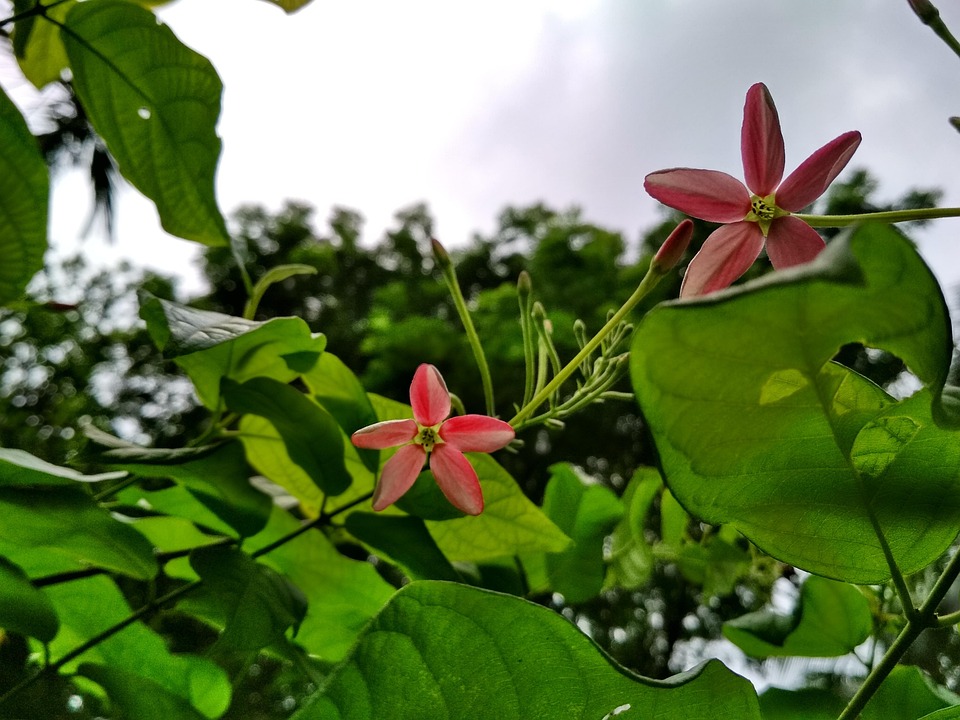 Madhobi Lata Flower Leaf Nature - Free photo on Pixabay - Pixabay