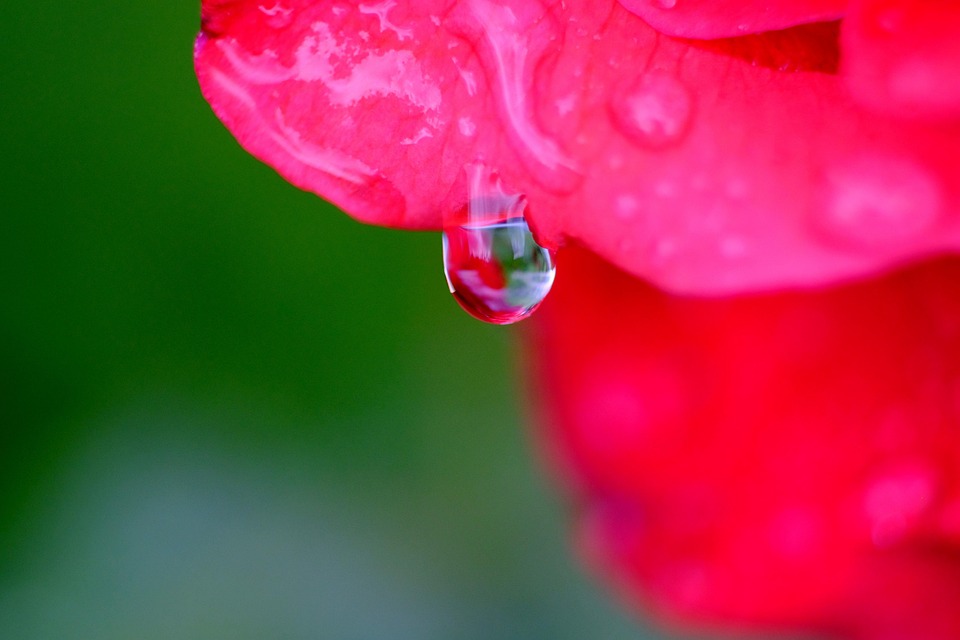 Waterdrop Blossom Bloom - Free photo on Pixabay - Pixabay