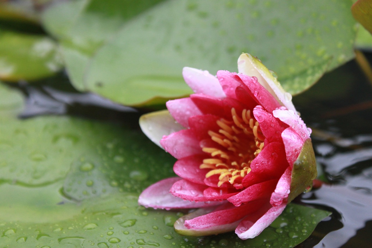 Papírový Drak Lotus Lekníny - Fotografie zdarma na Pixabay - Pixabay