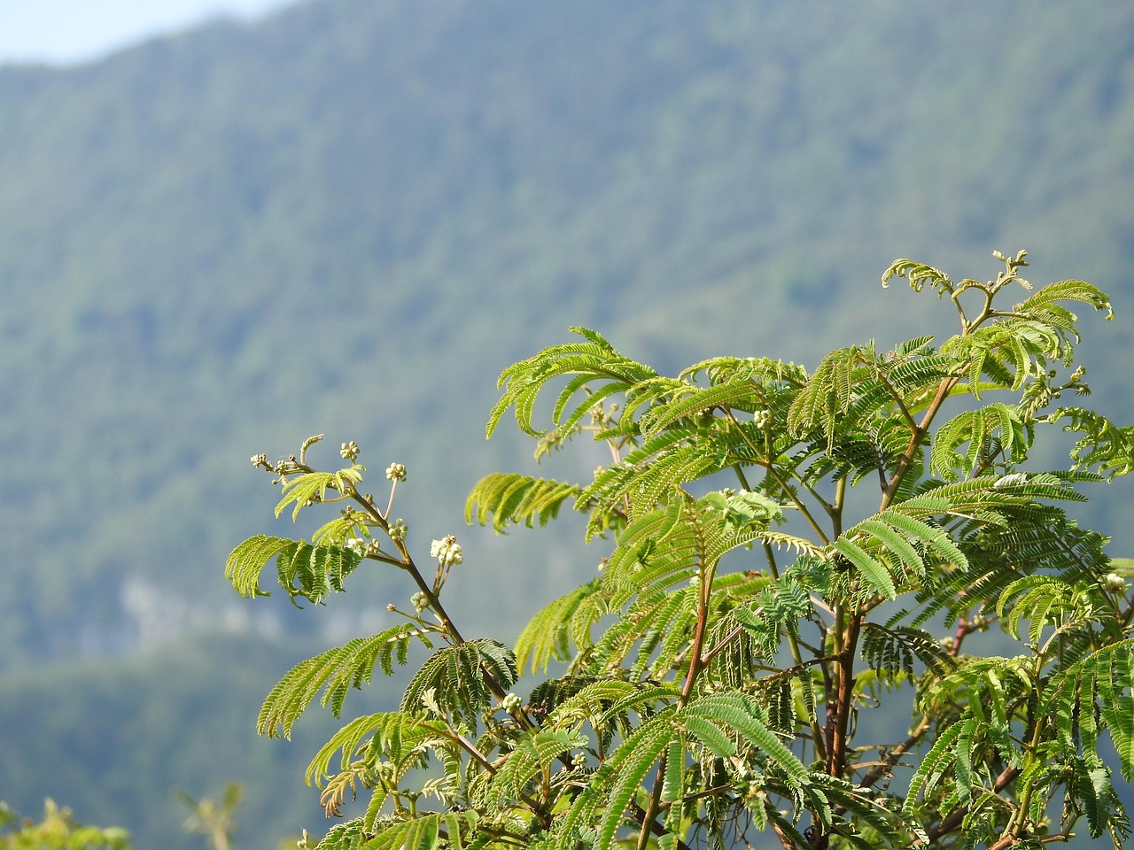 Folhas Panorama Natureza - Foto gratuita no Pixabay - Pixabay