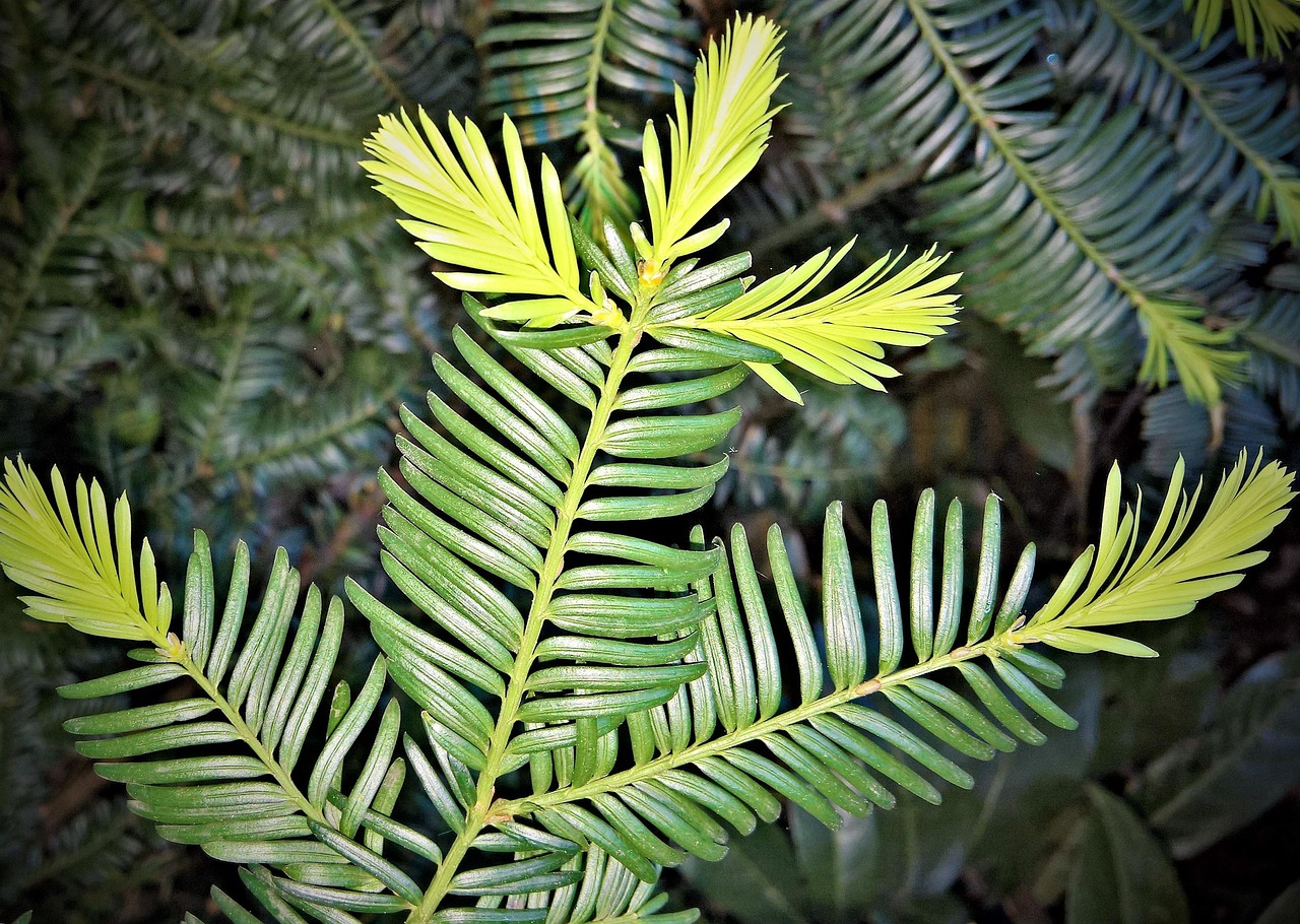Yew Conifer Taxus - Free photo on Pixabay - Pixabay
