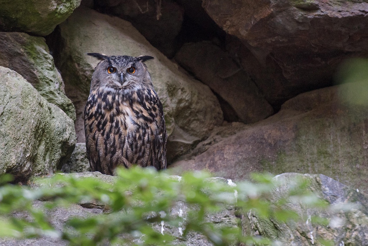 Owl Forest Animal - Free photo on Pixabay